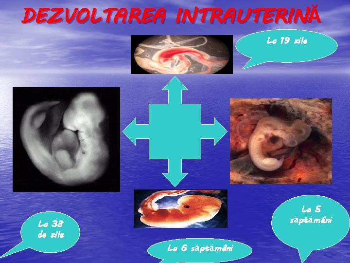 REPRODUCEREA LA ANIMALE REPRODUCEREA Este o funcie esenial