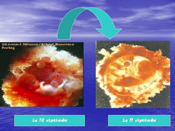 REPRODUCEREA LA ANIMALE REPRODUCEREA Este o funcie esenial