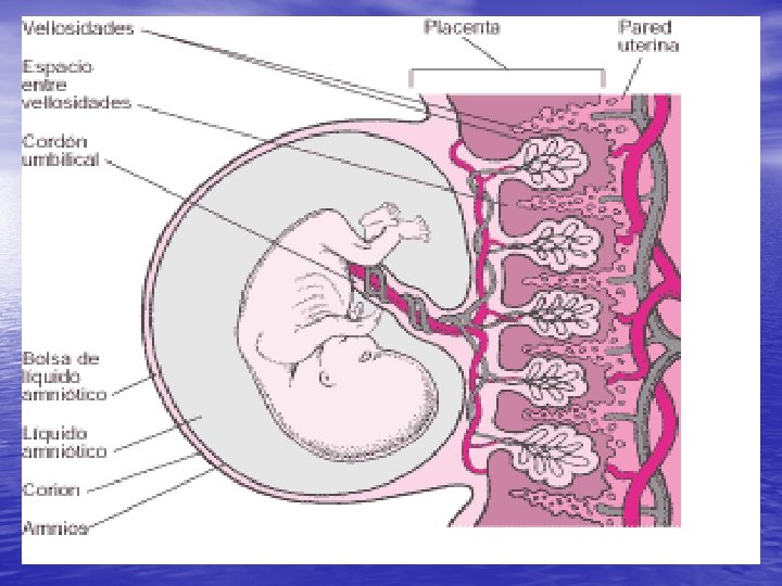 REPRODUCEREA LA ANIMALE REPRODUCEREA Este o funcie esenial