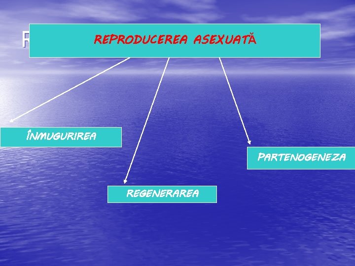 REPRODUCEREA LA ANIMALE REPRODUCEREA Este o funcie esenial