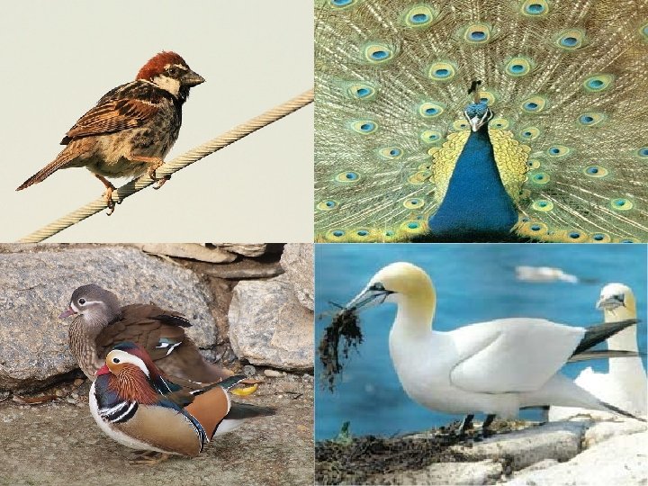 REPRODUCEREA LA ANIMALE REPRODUCEREA Este o funcie esenial