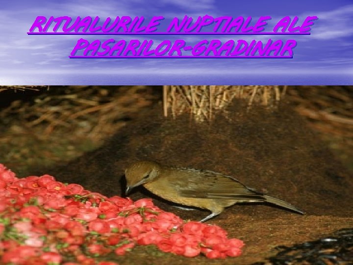 REPRODUCEREA LA ANIMALE REPRODUCEREA Este o funcie esenial