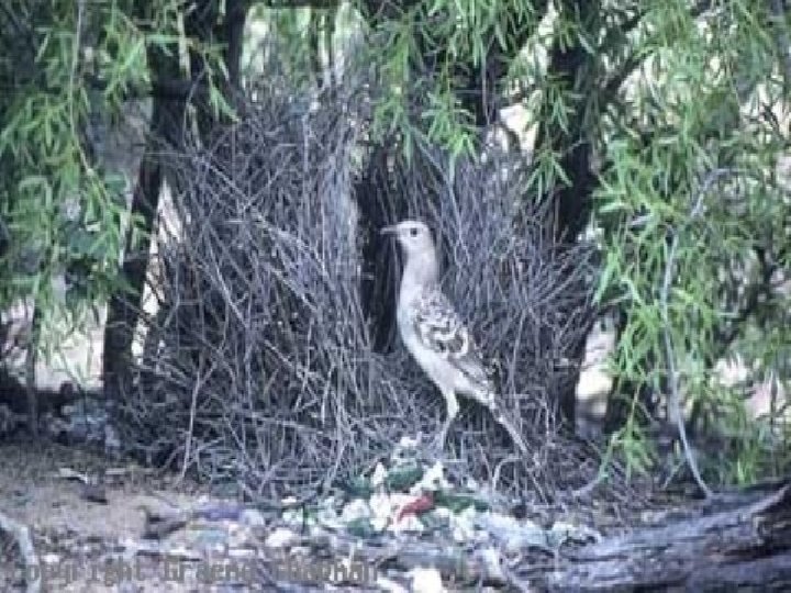 REPRODUCEREA LA ANIMALE REPRODUCEREA Este o funcie esenial