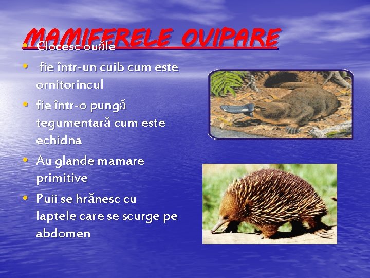 REPRODUCEREA LA ANIMALE REPRODUCEREA Este o funcie esenial