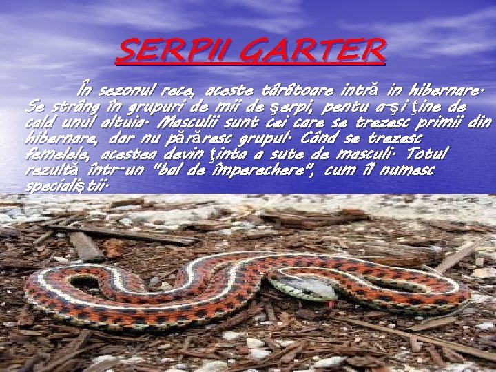 REPRODUCEREA LA ANIMALE REPRODUCEREA Este o funcie esenial