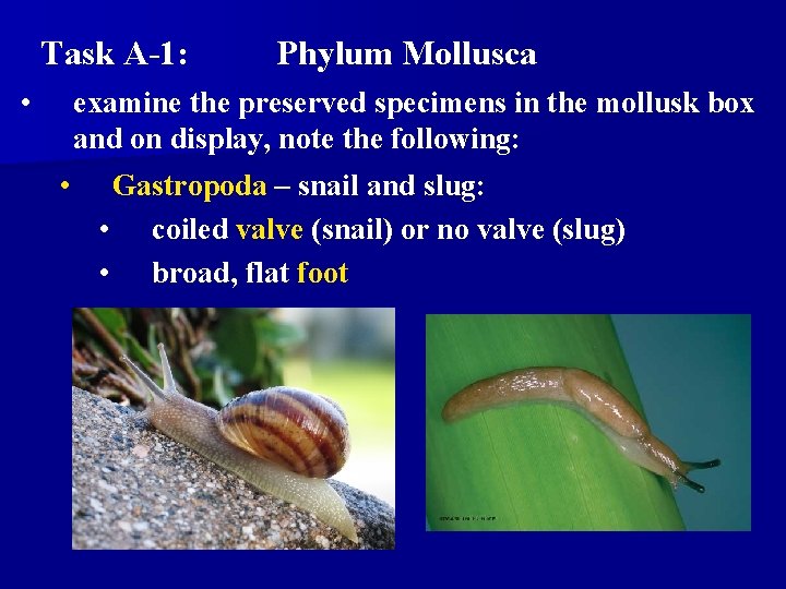 Lab 8 Animals II Nonmolting and Molting Protostomes