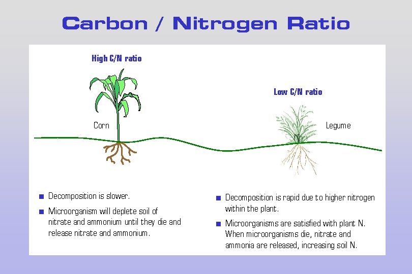 Basic Biological Factors of Soil Carbon and Nitrogen