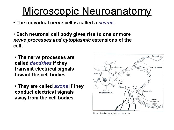 ANATOMY OF THE NERVOUS SYSTEM Lecture 9 10