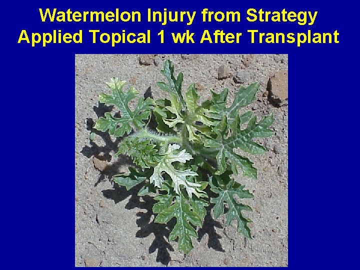 Watermelon Update GFVGA Annual Meeting Watermelon Weed Management