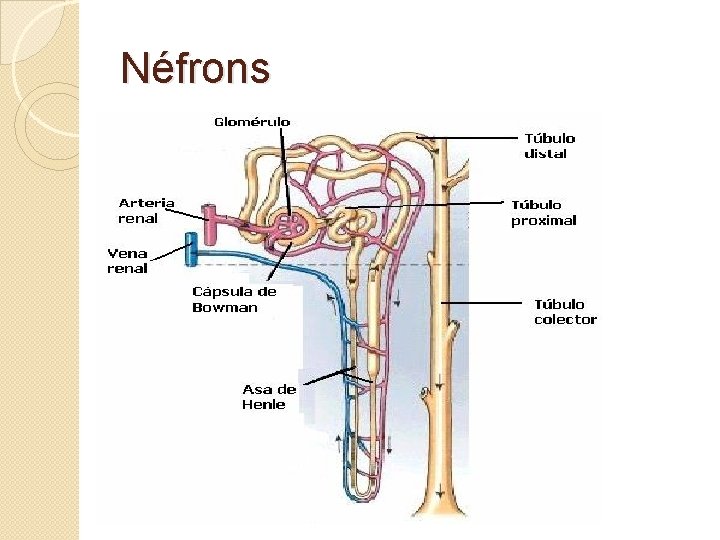 Ri m Farmacologia Sistema Cardiovascular e Renal O