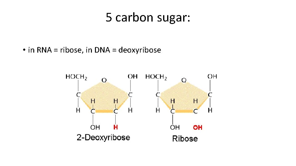 DNA Nucleic acids polymers responsible for the storage