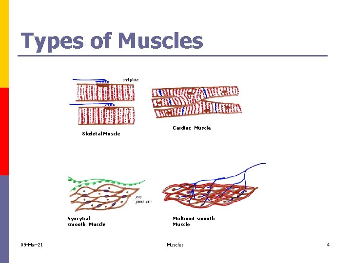 Muscles Skeletal Cardiac Smooth 09 Mar21 Muscles 1