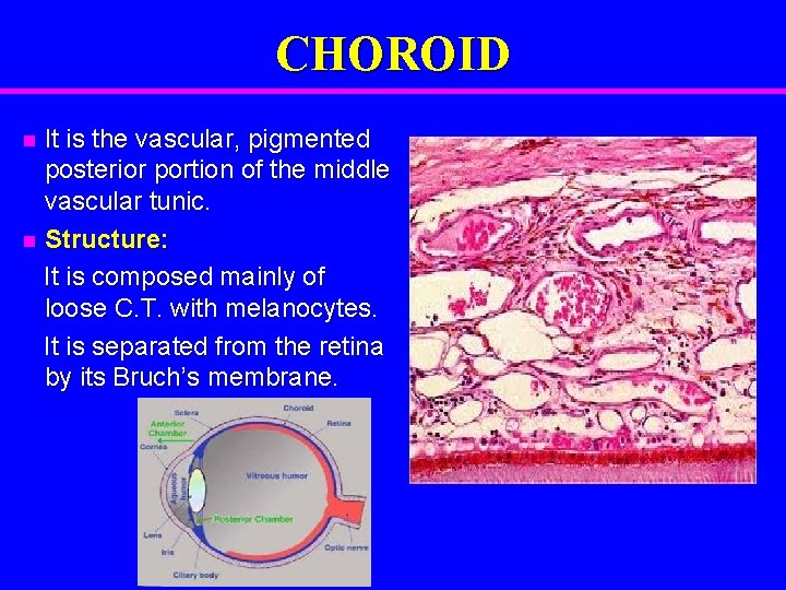 Histology of the Eye Objectives n By the