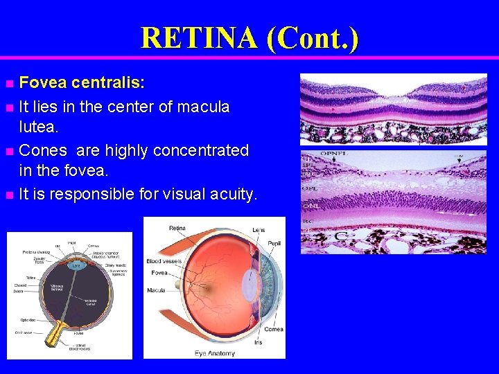 Histology of the Eye Objectives n By the