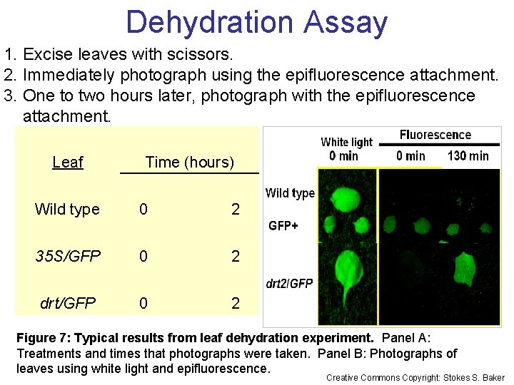 Designing your own experiment with a GFP reporter
