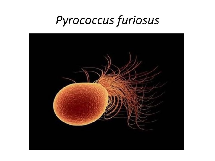 Objective SWBAT describe characteristics of organisms in kingdom