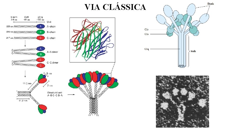 SISTEMA COMPLEMENTO DESENVOLVIMENTO EMBRIONRIO ADJUVANTE E IMUNOMODULAO ...