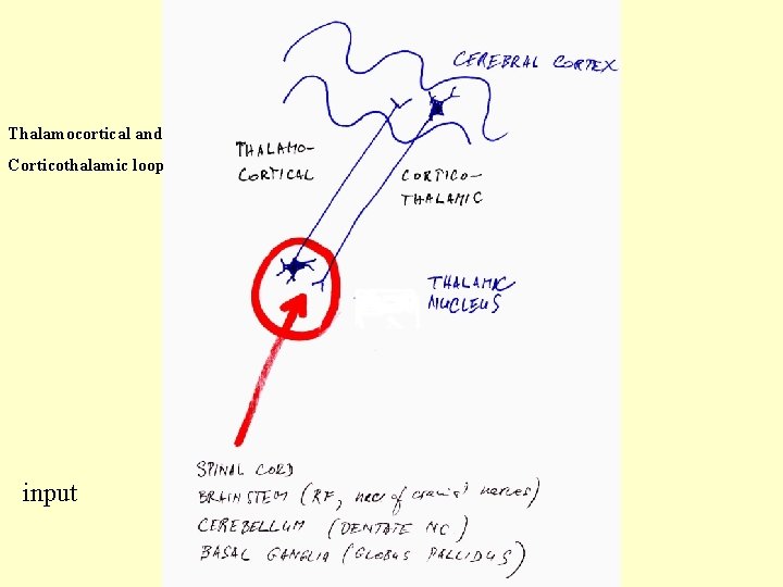 THE DIENCEPHALON EPITHALAMUS SUBTHALAMUS HYPOTHALAMUS 1 epithalamus 2