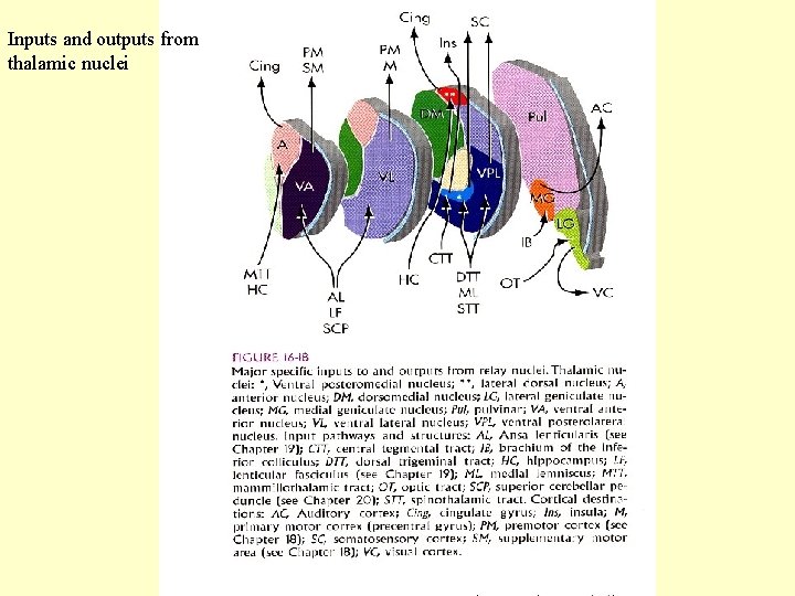 THE DIENCEPHALON EPITHALAMUS SUBTHALAMUS HYPOTHALAMUS 1 epithalamus 2