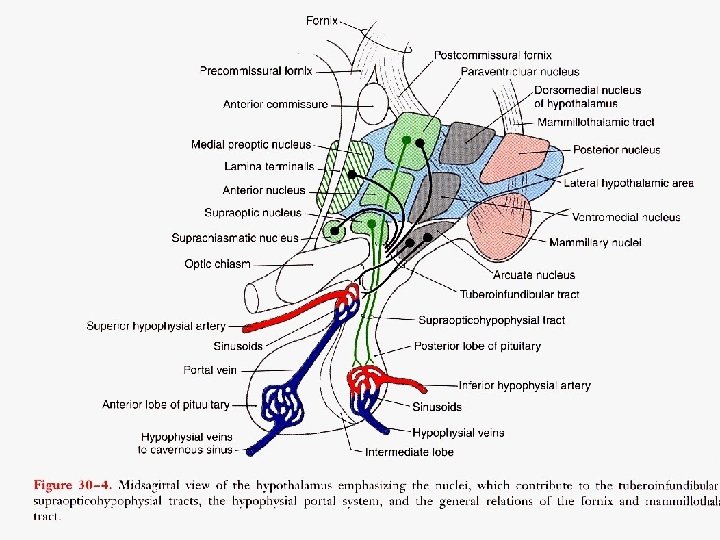 THE DIENCEPHALON EPITHALAMUS SUBTHALAMUS HYPOTHALAMUS 1 epithalamus 2