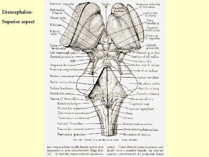 THE DIENCEPHALON EPITHALAMUS SUBTHALAMUS HYPOTHALAMUS 1 epithalamus 2