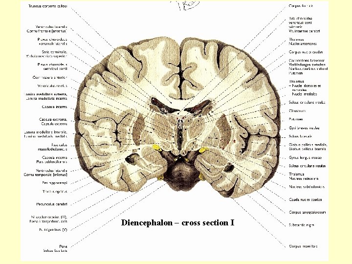 THE DIENCEPHALON EPITHALAMUS SUBTHALAMUS HYPOTHALAMUS 1 epithalamus 2