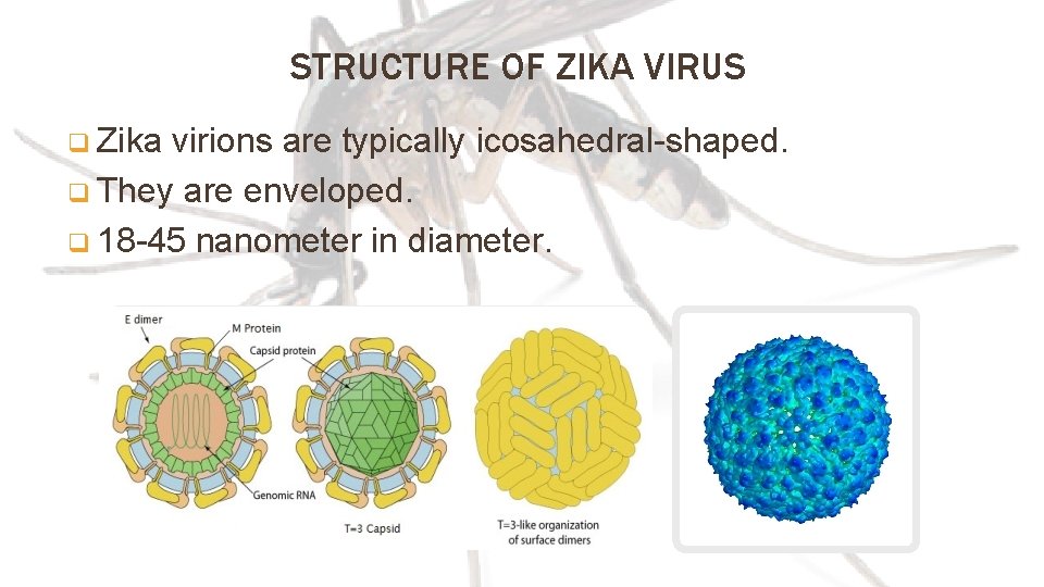 Zika Virus Prof Dr Abdelraouf A Elmanama Medical