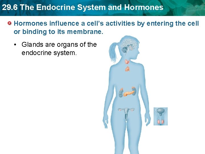29 6 The Endocrine System and Hormones KEY