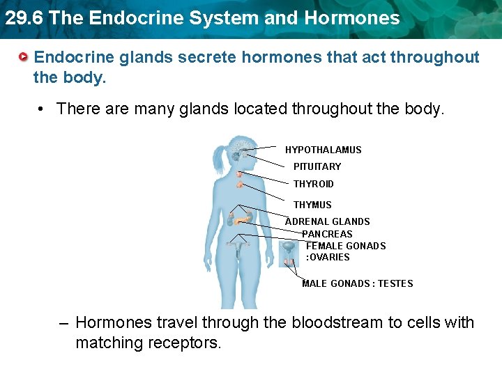 29 6 The Endocrine System and Hormones KEY