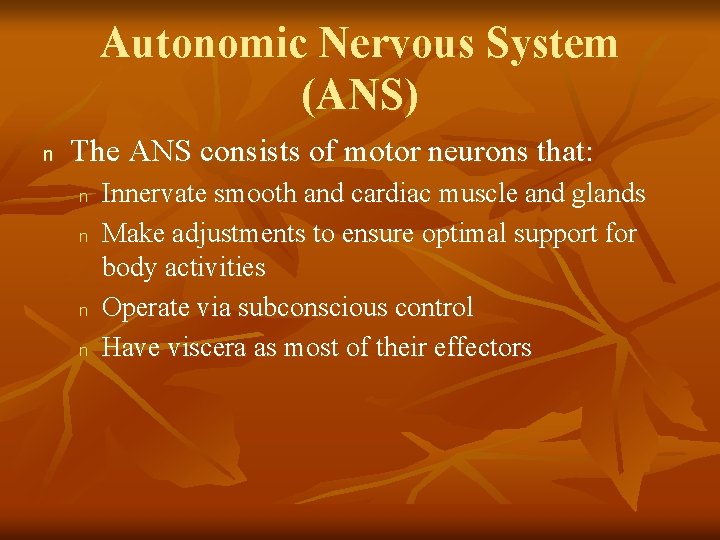 Autonomic Nervous System ANS n The ANS consists