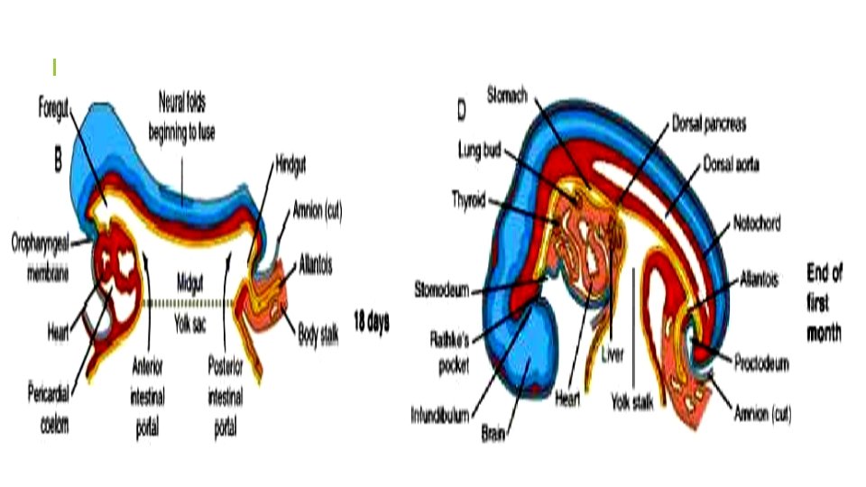 DEVELOPMENT OF GIT Part 1 Dr Tabrez FORMATION