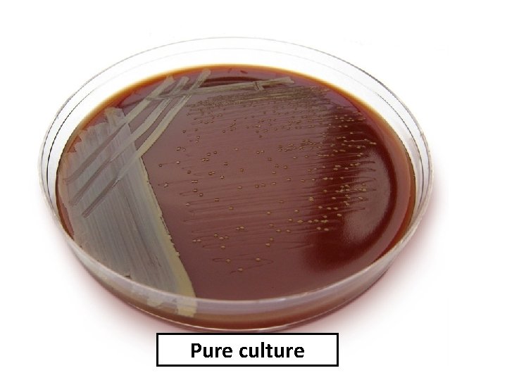 Practical No 3 Handling of Bacterial Cultures Department