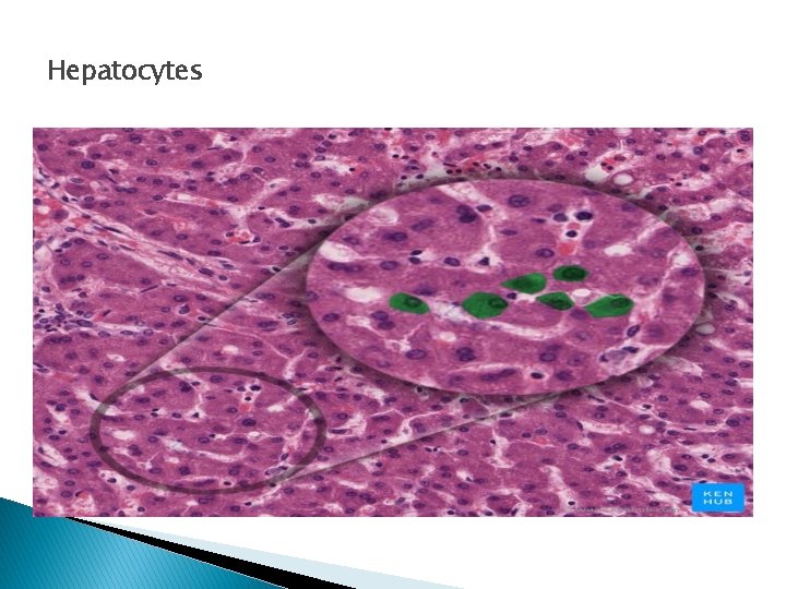 Histology of pancreas and liver Pancreas It is