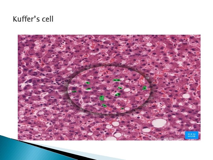 Histology of pancreas and liver Pancreas It is