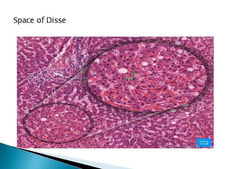 Histology of pancreas and liver Pancreas It is