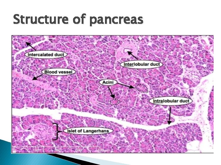 Histology of pancreas and liver Pancreas It is
