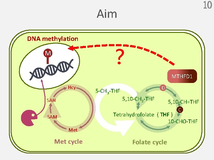 1 MTHFD 1 controls DNA methylation in Arabidopsis