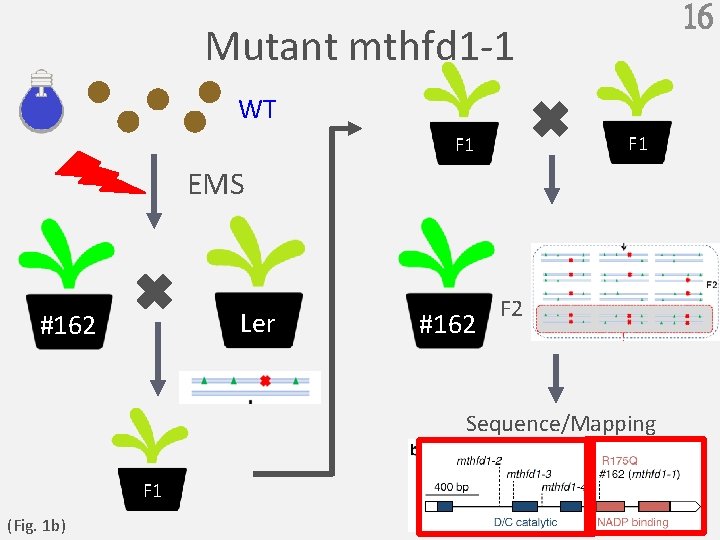 1 MTHFD 1 controls DNA methylation in Arabidopsis