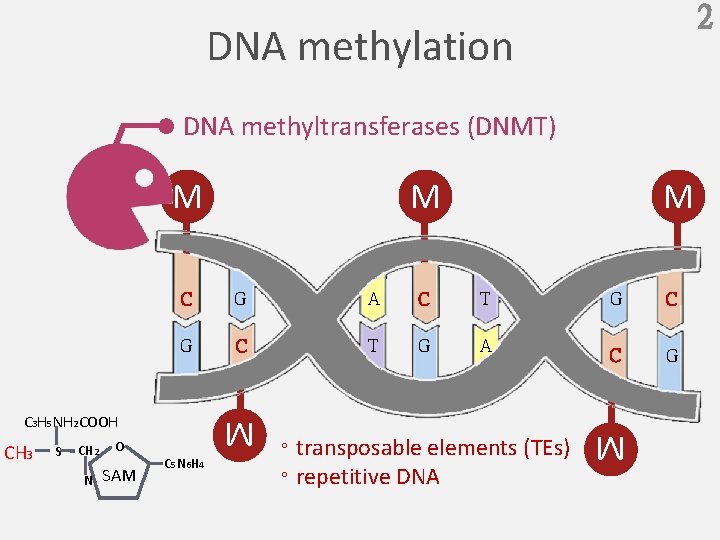 1 MTHFD 1 controls DNA methylation in Arabidopsis
