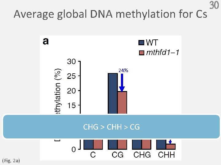 1 MTHFD 1 controls DNA methylation in Arabidopsis