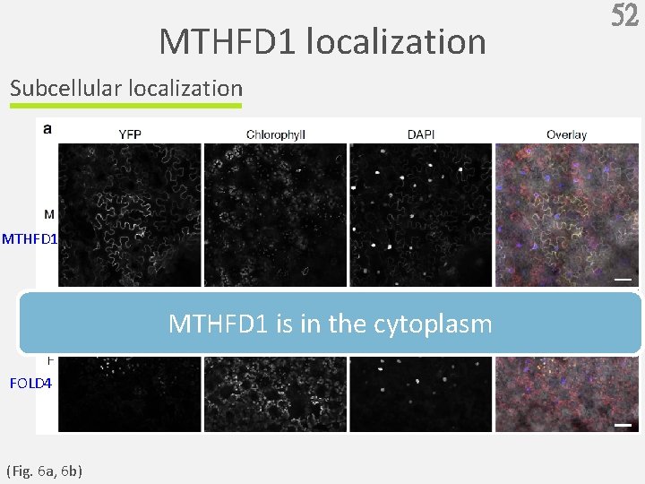 1 MTHFD 1 controls DNA methylation in Arabidopsis