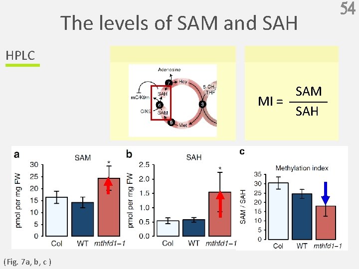 1 MTHFD 1 controls DNA methylation in Arabidopsis