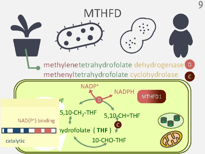 1 MTHFD 1 controls DNA methylation in Arabidopsis