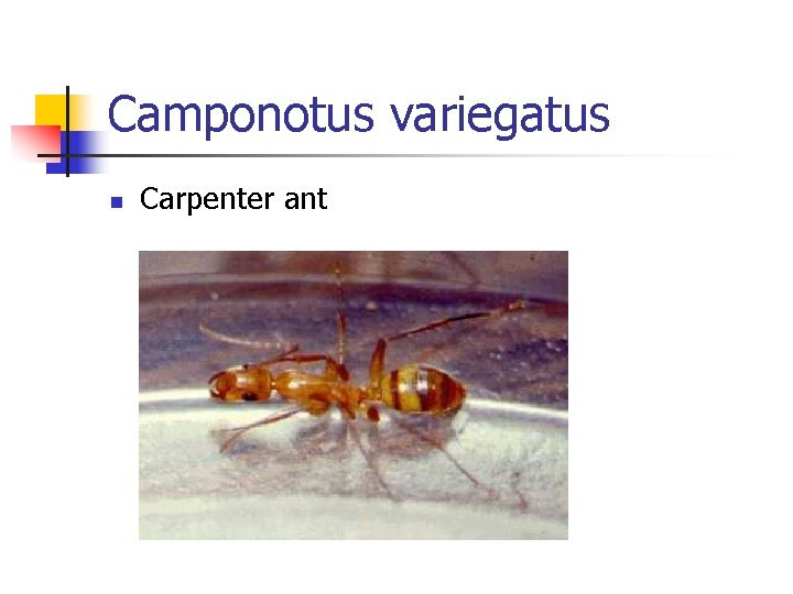 Research Priorities for Urban Ants in Hawaii Neil