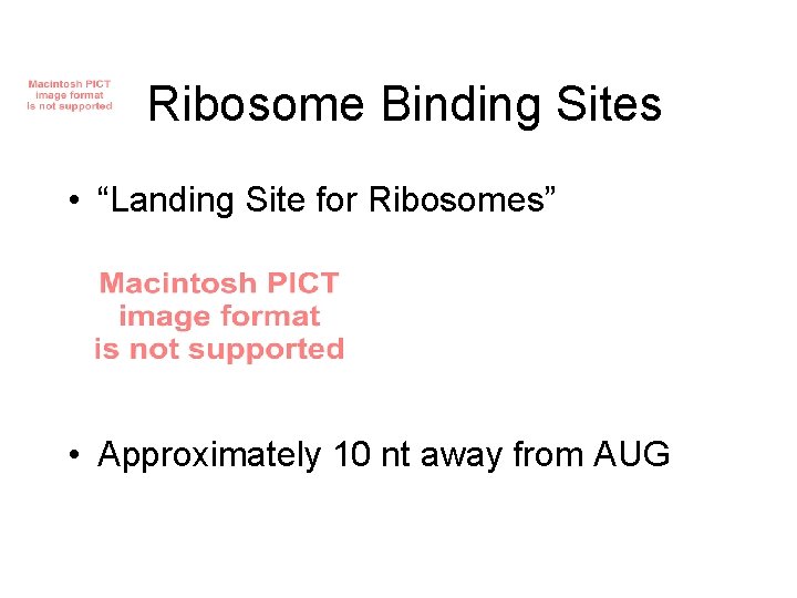 Synthetic Biology Lecture 2 Fundamentals of Synthetic Biology