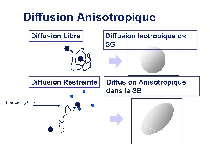 Imagerie de Diffusion l Imagerie permettant de visualiser