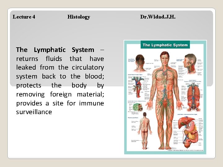 Lecture 4 Histology The Lymphatic System returns fluids