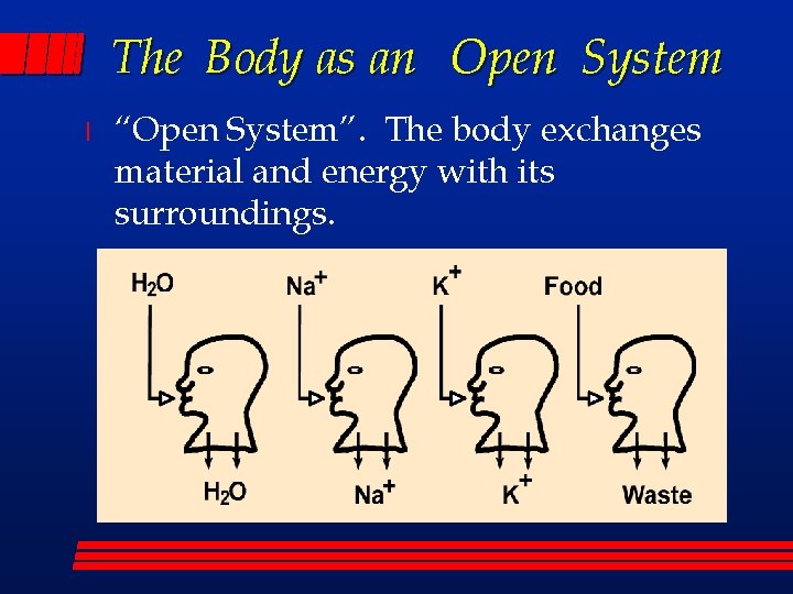 Homeostasis l l Definition Processes by which bodily