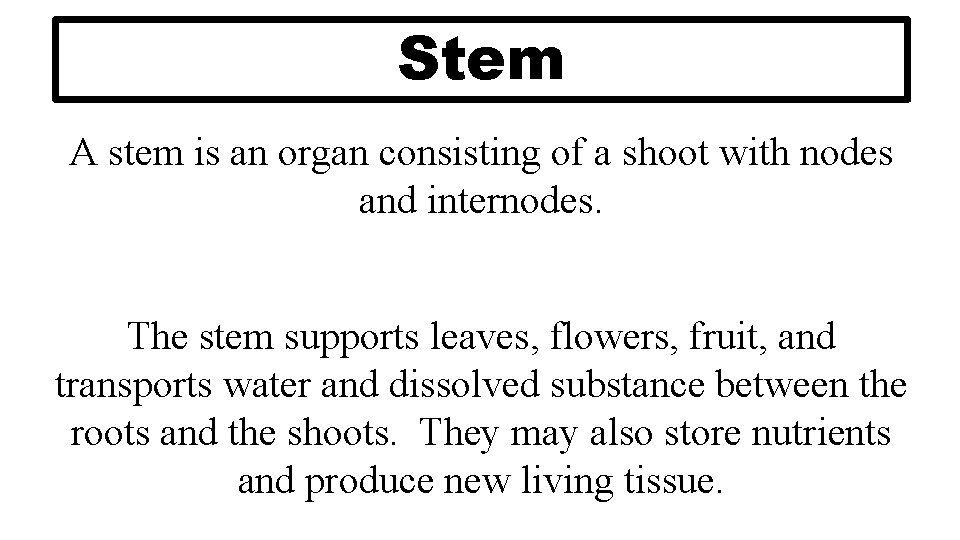 Unit 5 Photosynthesis and Plant Structures Plants Gymnosperms
