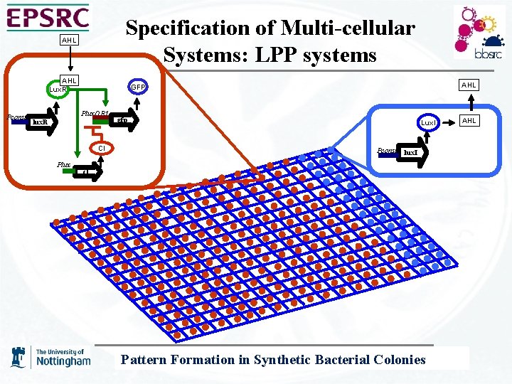 Pattern Formation in Synthetic Bacterial Colonies Fran Romero